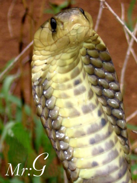 Snouted Cobra (Naja annulifera)